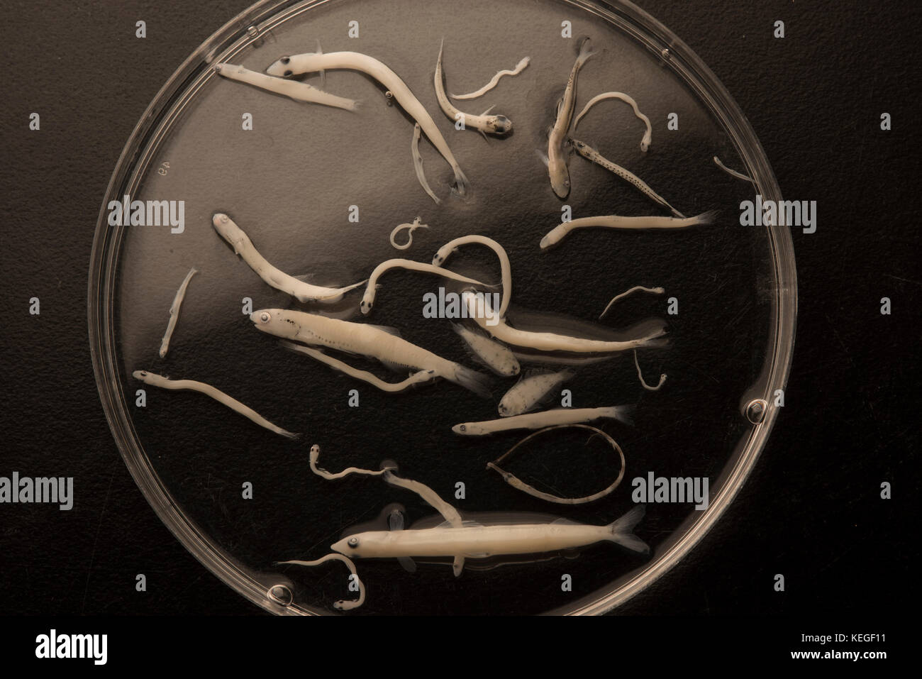 Fish collected from the Atlantic Ocean for a scientific study on fish ...