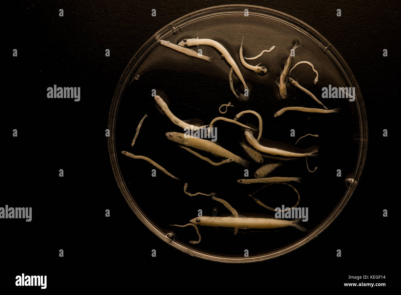 Fish larvae hi-res stock photography and images - Alamy