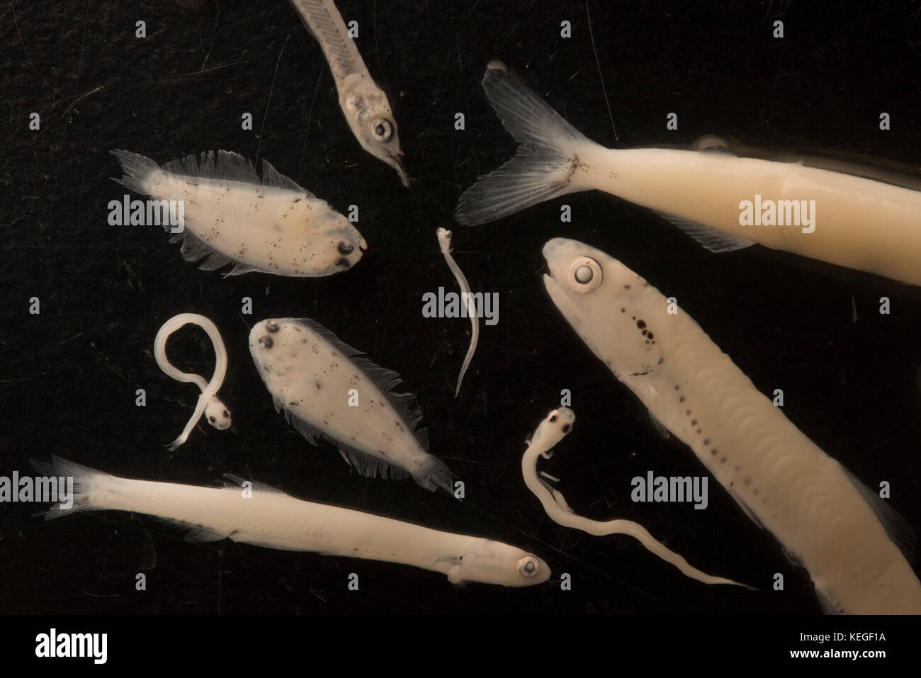 Fish collected from the Atlantic Ocean for a scientific study on fish ...
