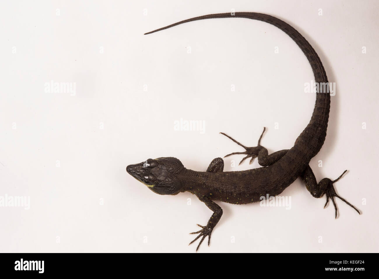 A Potamites lizard is a seldom seen resident of tropical streams and ...
