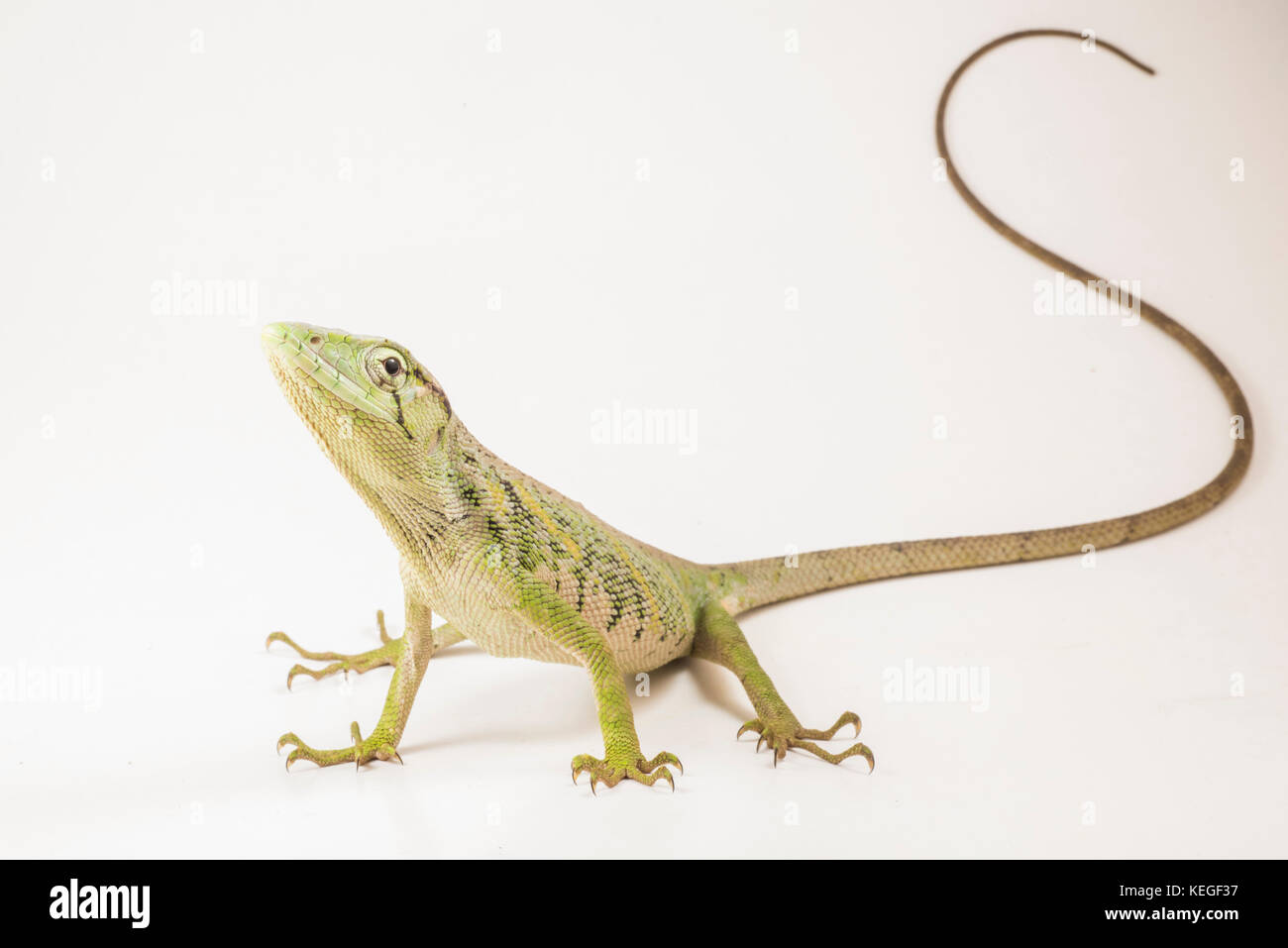 A common monkey lizard (Polychrus marmoratus) also known as a bush ...
