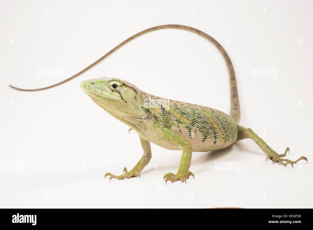 A common monkey lizard (Polychrus marmoratus) also known as a bush ...