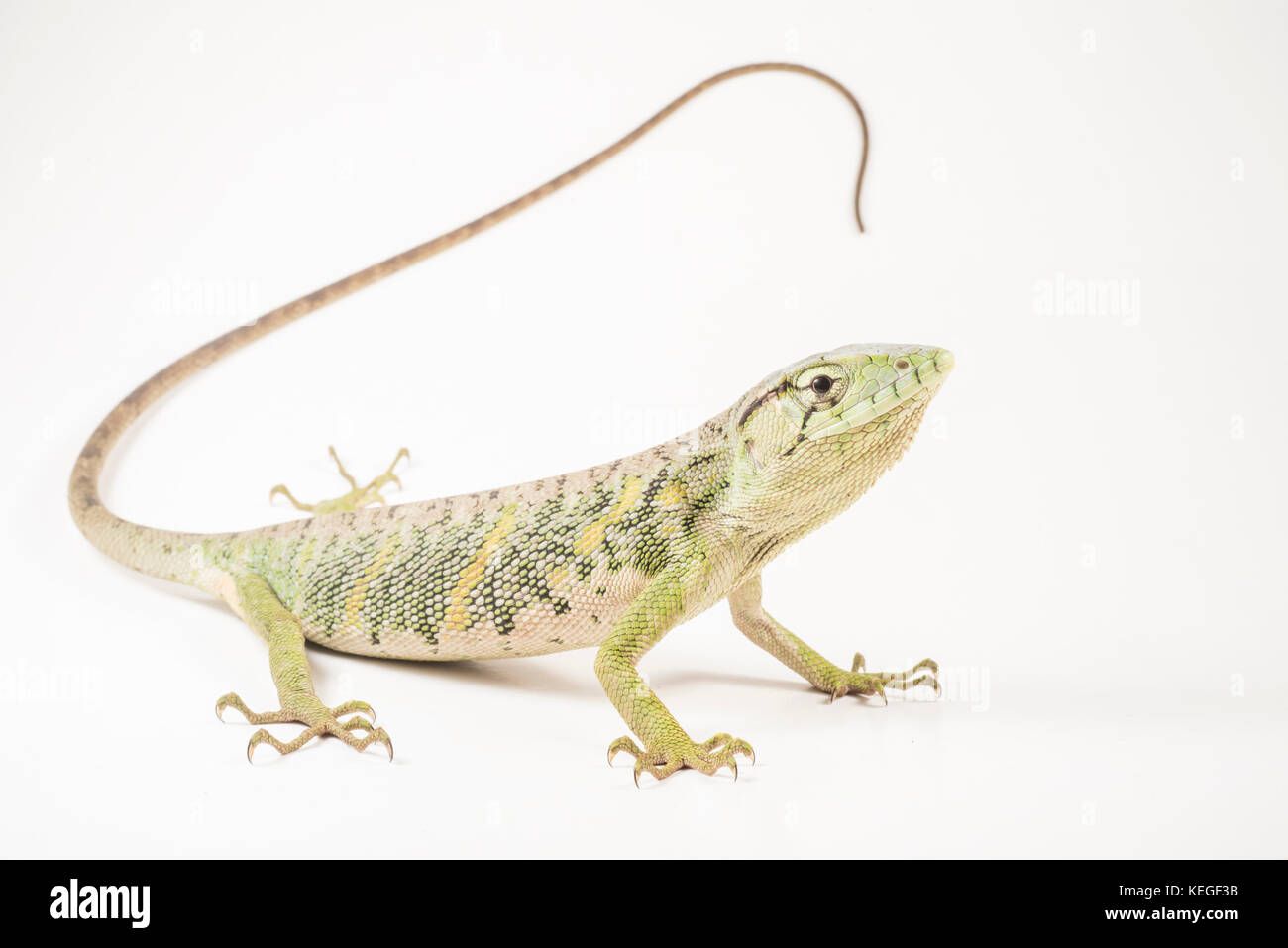 A common monkey lizard (Polychrus marmoratus) also known as a bush ...