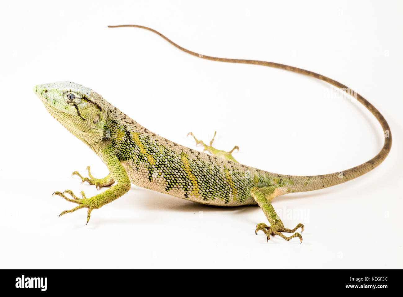 A common monkey lizard (Polychrus marmoratus) also known as a bush ...