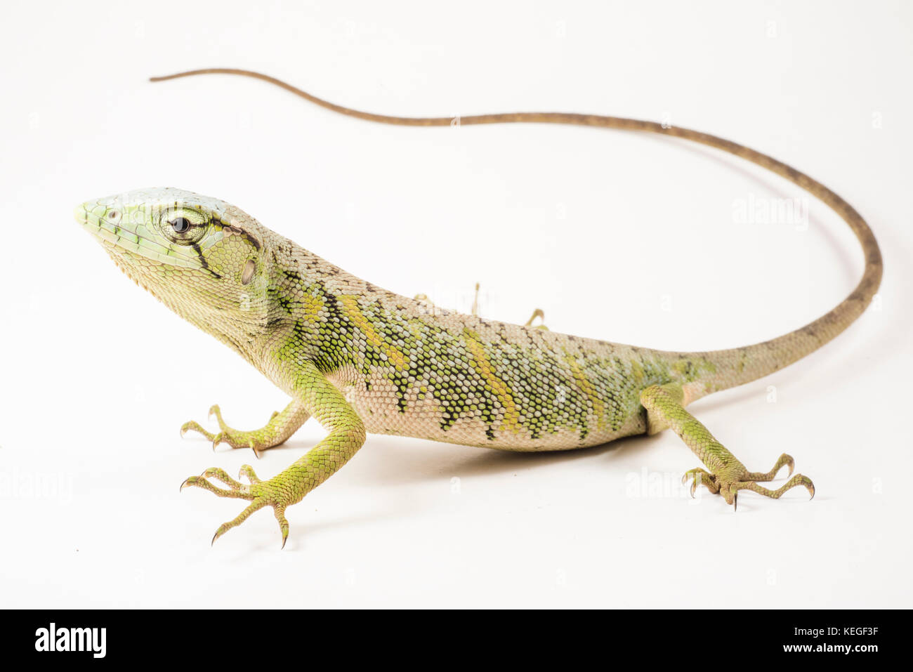 A common monkey lizard (Polychrus marmoratus) also known as a bush ...