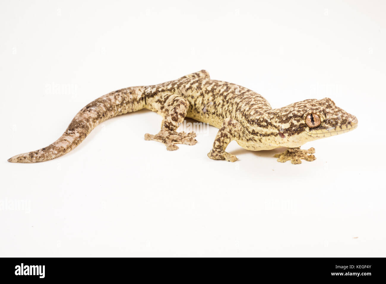 A wild Southern turnip-tailed gecko photographed on a white background ...