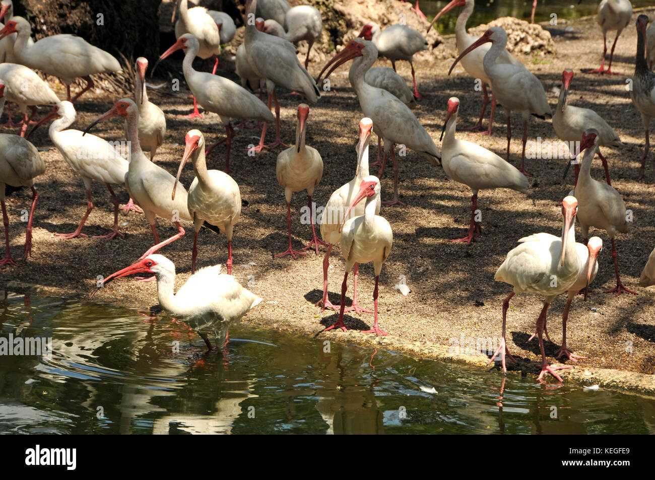 American white ibis flock hi-res stock photography and images - Alamy