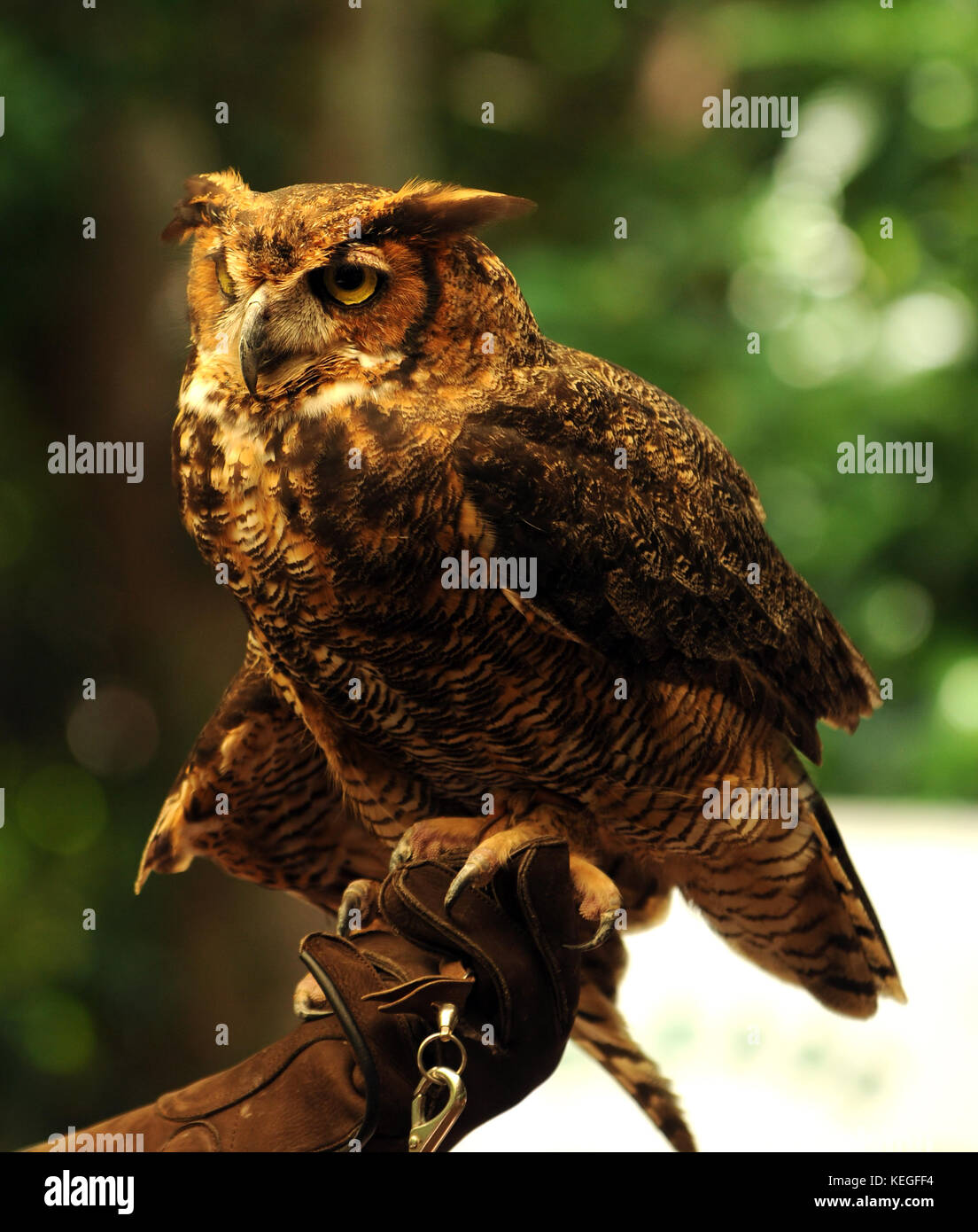 Captive owl perched ona human hand Stock Photo - Alamy