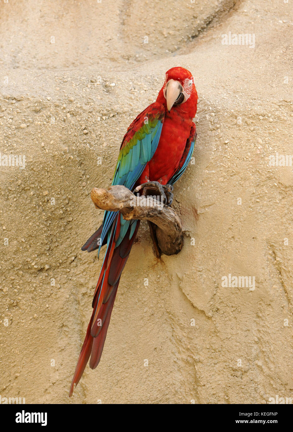 Colorful parrot from the Amazon basin Stock Photo - Alamy