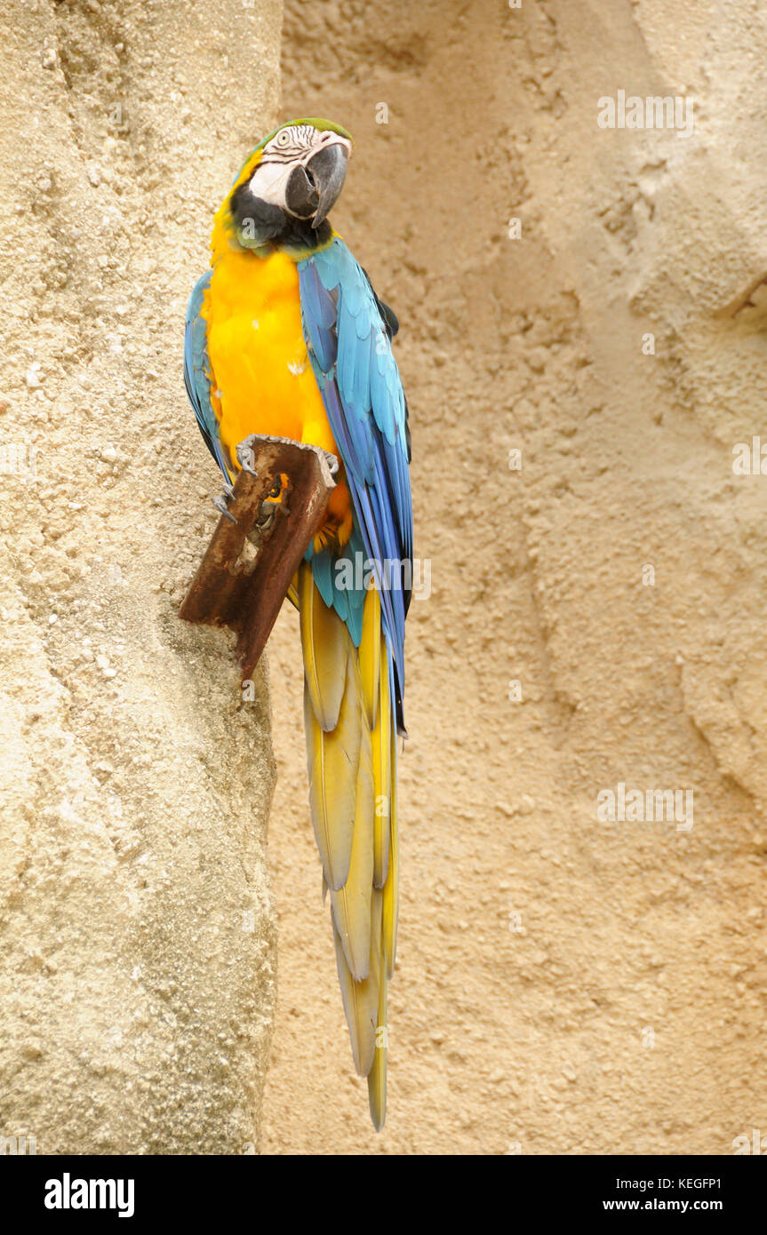 Brightly colored parrot from the Amazon Stock Photo - Alamy