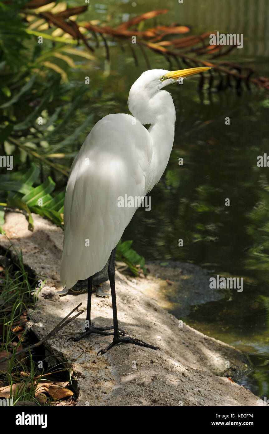 Ardea alba mangrove hi-res stock photography and images - Alamy