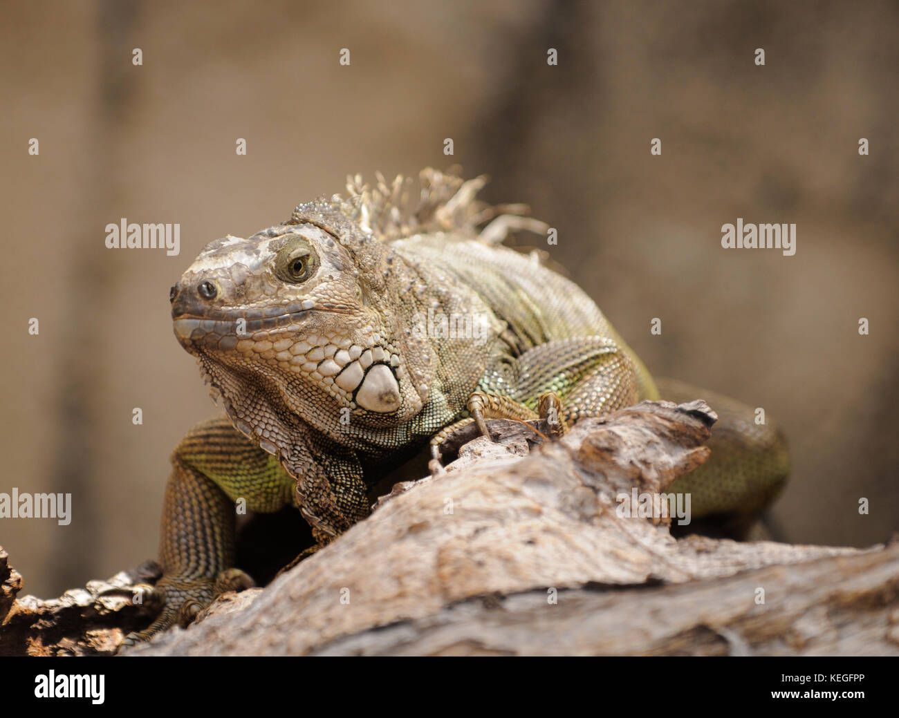 Close up view of exotic lizard on rock Stock Photo - Alamy