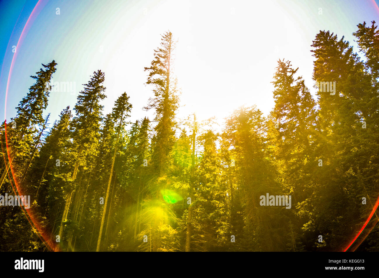 Pine trees in sunlight Stock Photo - Alamy