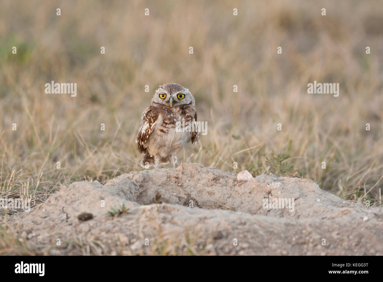 Burrowing owl at den in California Stock Photo - Alamy