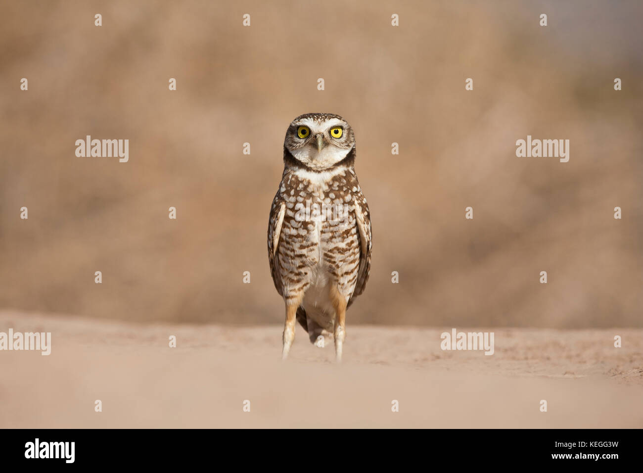 Bird underground hi-res stock photography and images - Alamy