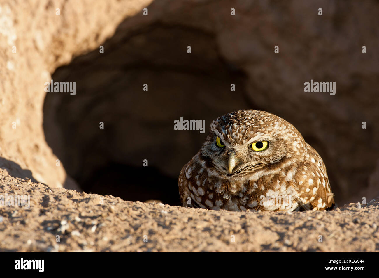 Underground Owl High Resolution Stock Photography and Images - Alamy