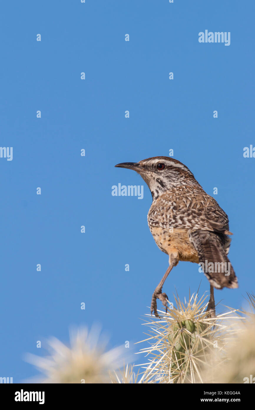Texas cactus wren hi-res stock photography and images - Alamy