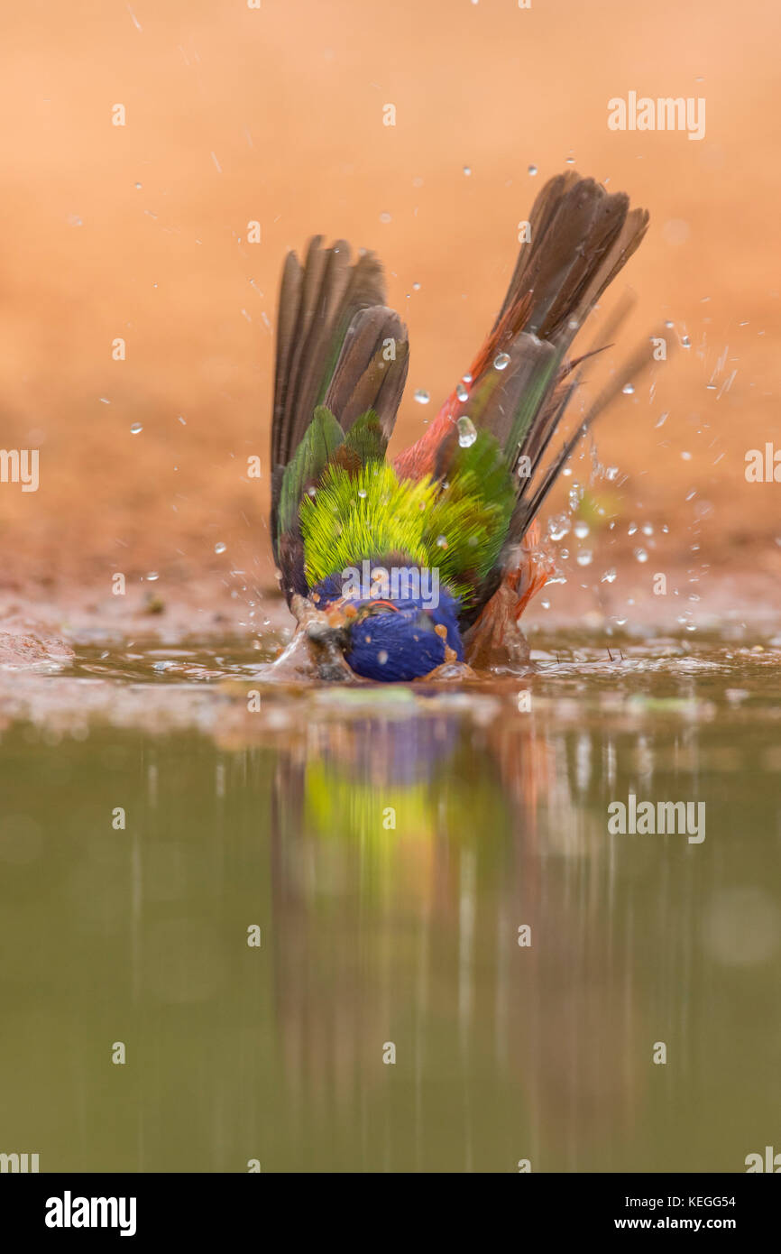 Male painted bunting taking a bath Stock Photo - Alamy