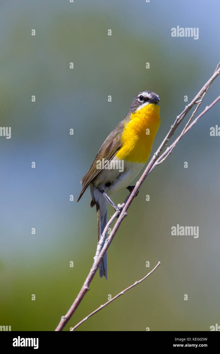 Chat spring hi-res stock photography and images - Alamy