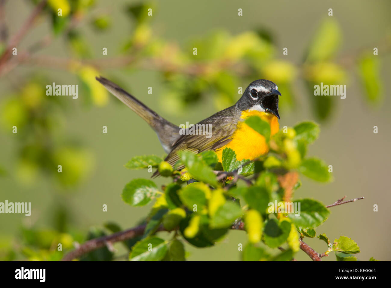 Male yellow-breasted chat on territory during spring in Wyoming Stock ...
