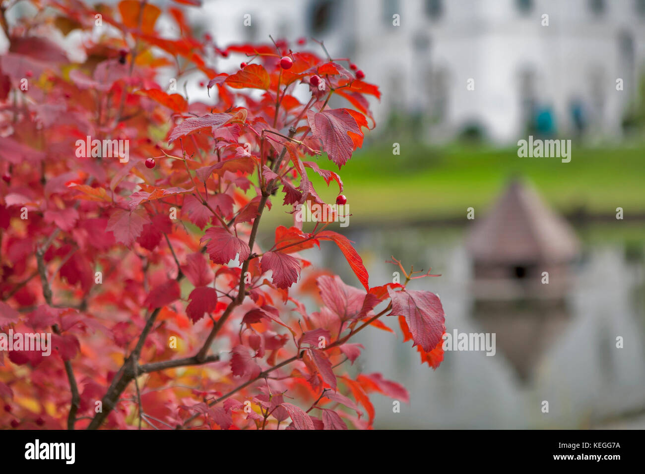 Red leaves of the viburnum in the foreground, Rostov monastery blurred ...