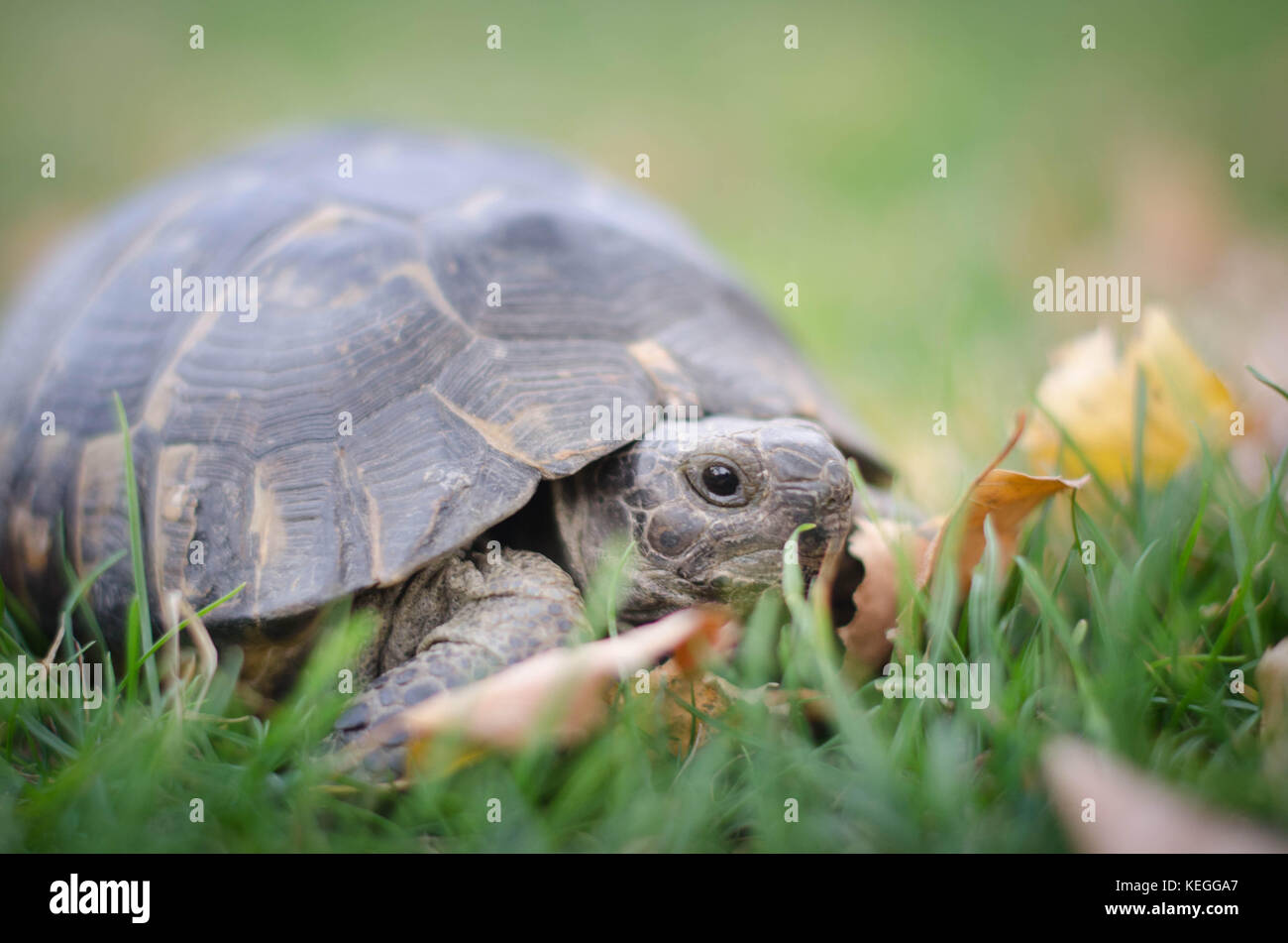 Moorish tortoise hi-res stock photography and images - Alamy