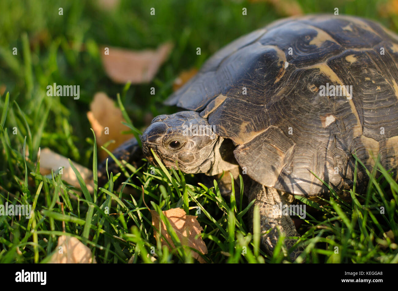 Moorish tortoise hi-res stock photography and images - Alamy