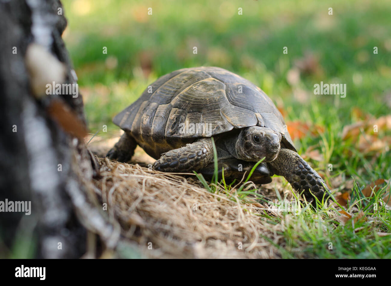 Moorish tortoise hi-res stock photography and images - Alamy
