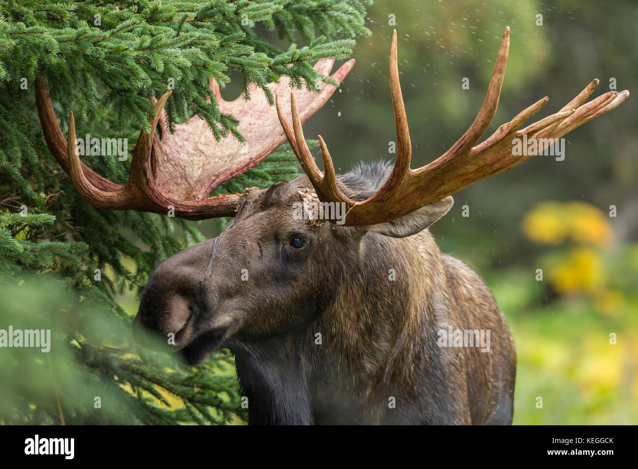 Trophy bull moose in Alaska during autumn rut Stock Photo - Alamy