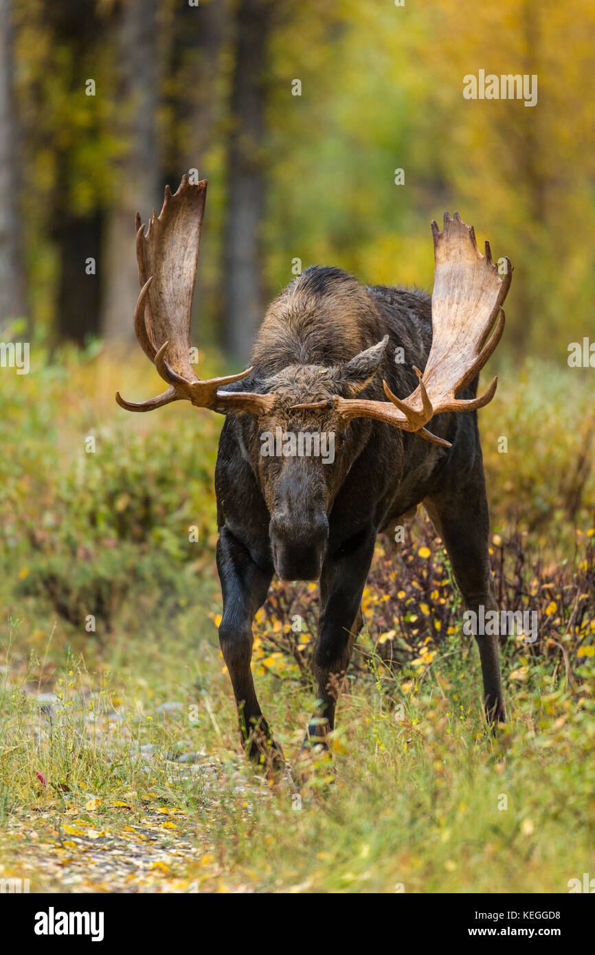 Trophy bull moose during autumn rut in Wyoming Stock Photo - Alamy