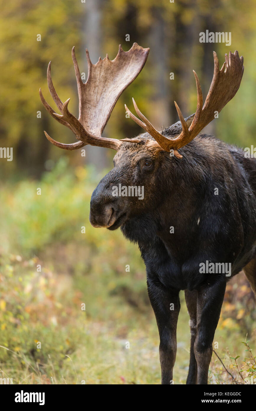 Trophy bull moose during autumn rut in Wyoming Stock Photo - Alamy
