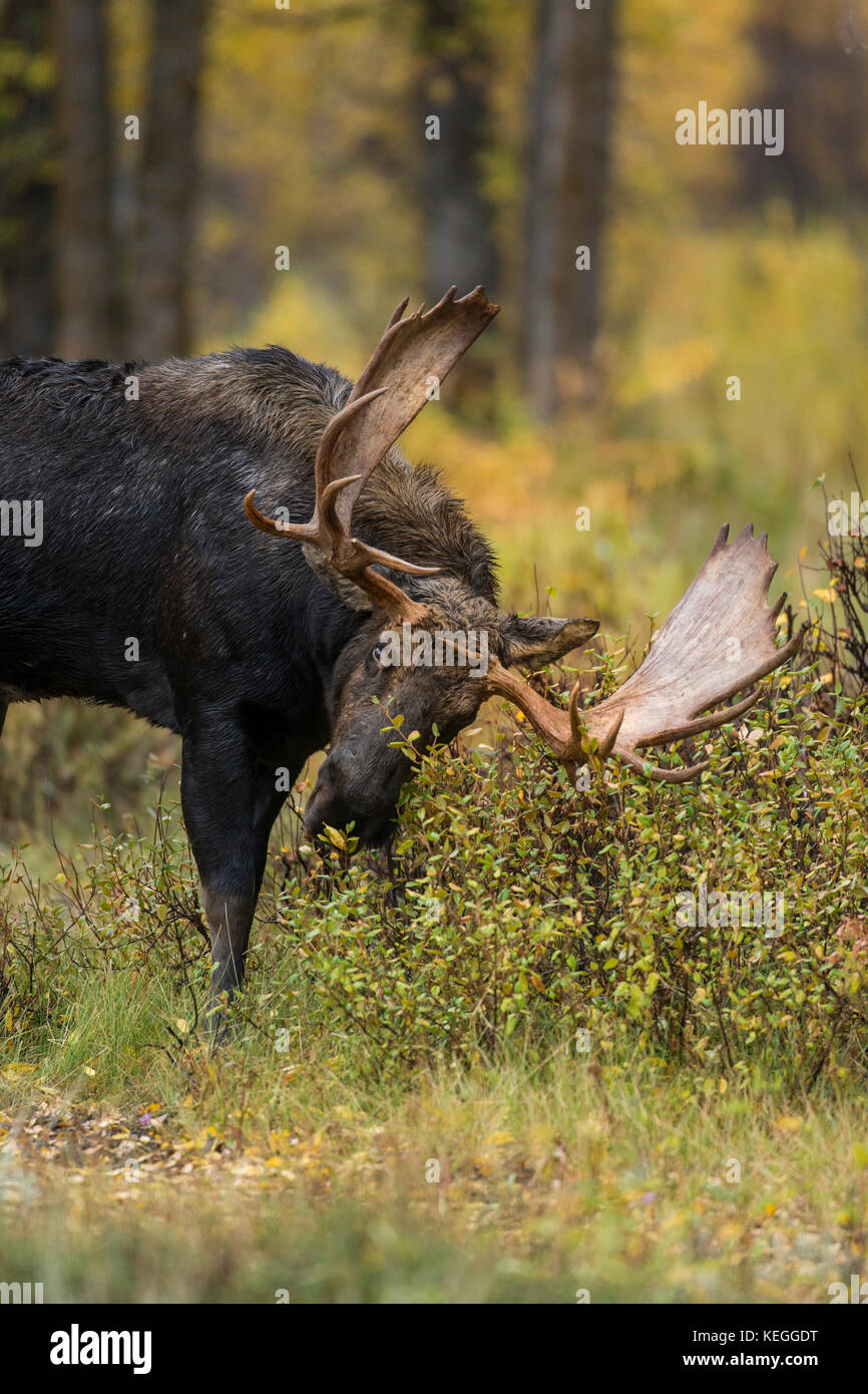 Trophy bull moose during autumn rut in Wyoming Stock Photo - Alamy