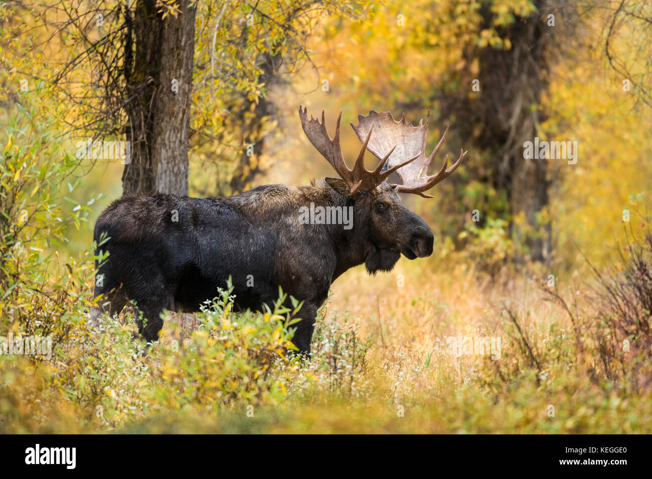 Trophy bull moose during autumn rut in Wyoming Stock Photo - Alamy