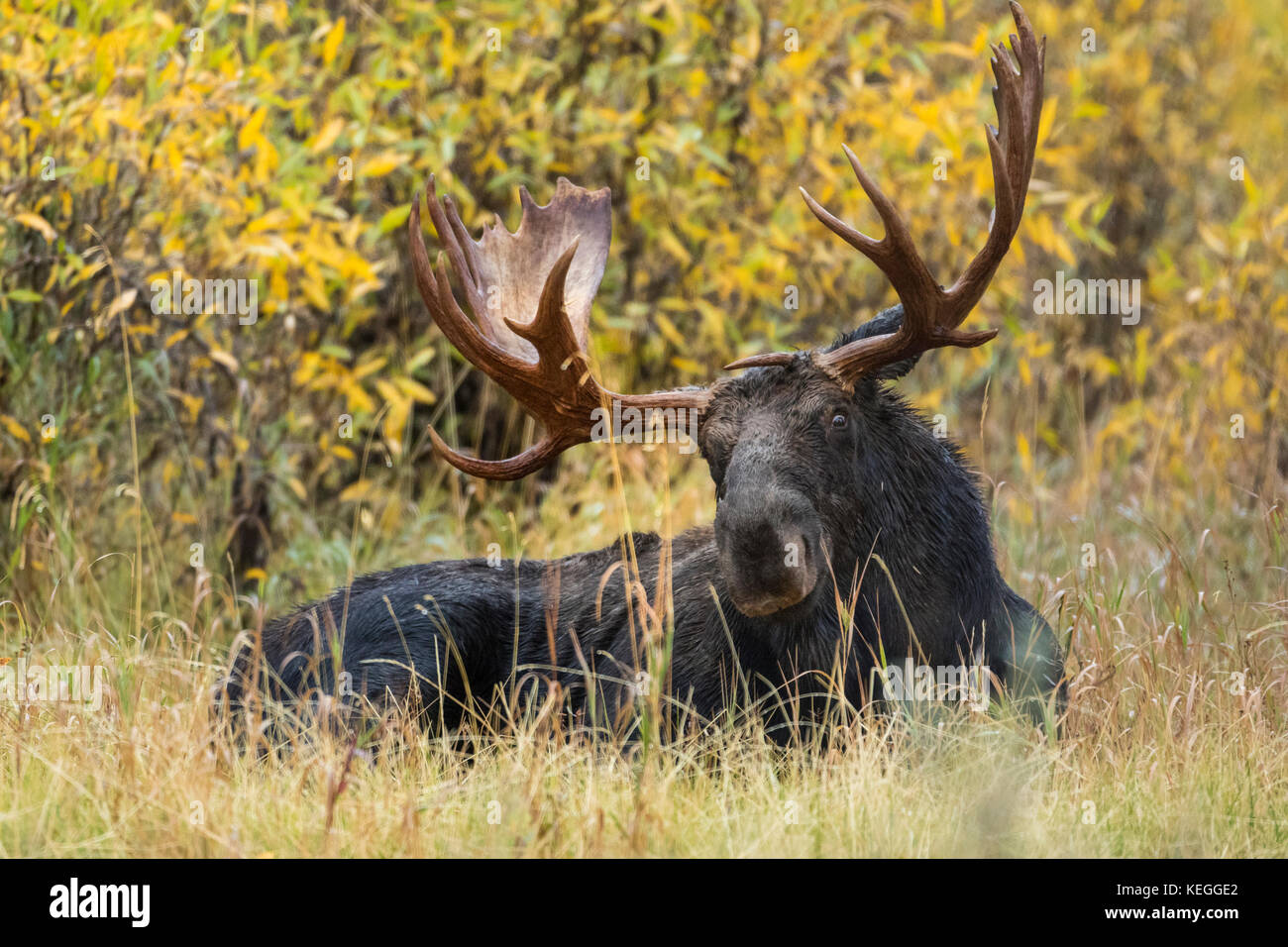 Trophy bull moose during autumn rut in Wyoming Stock Photo - Alamy