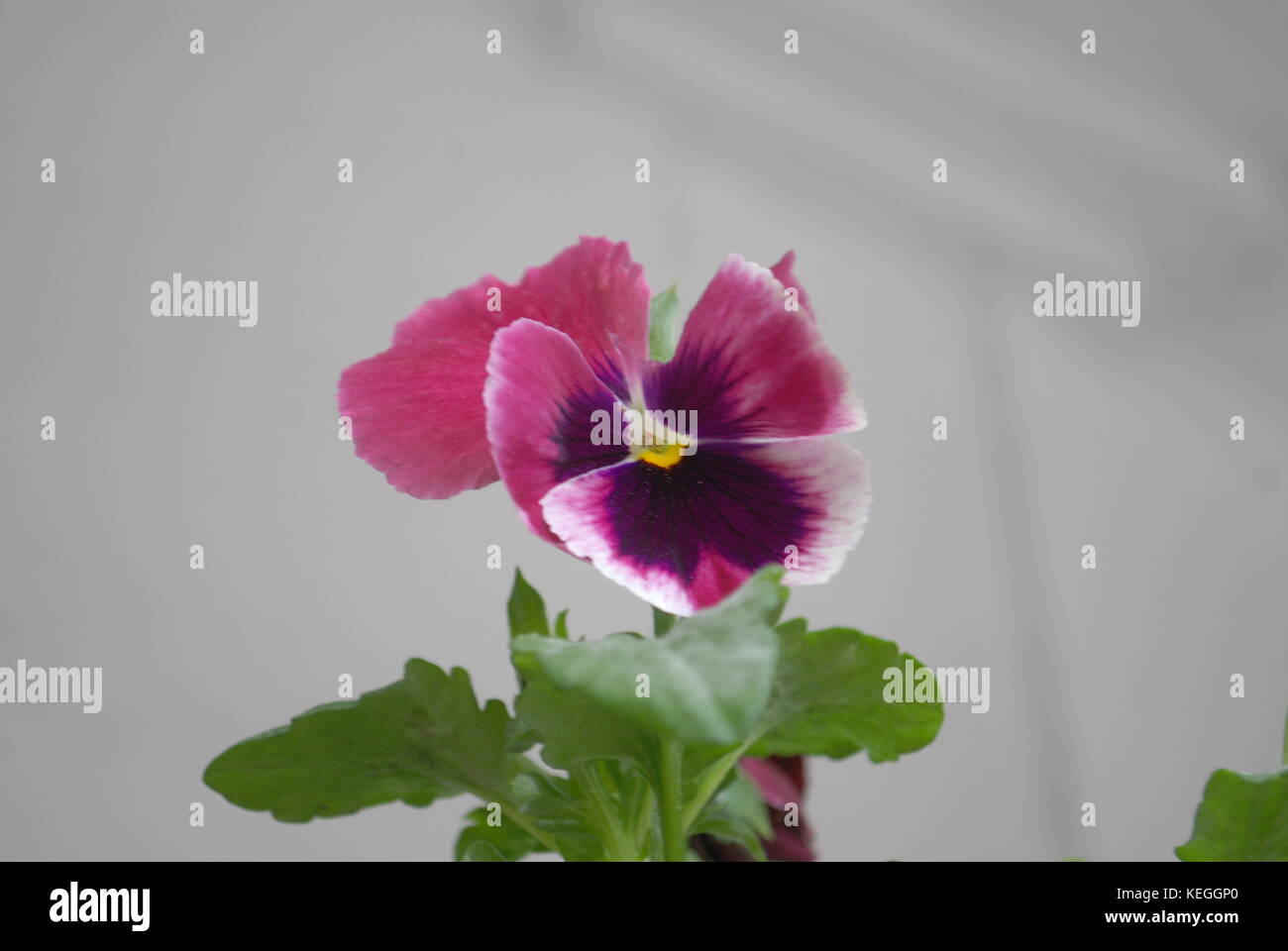 Single flower bloom hi-res stock photography and images - Alamy