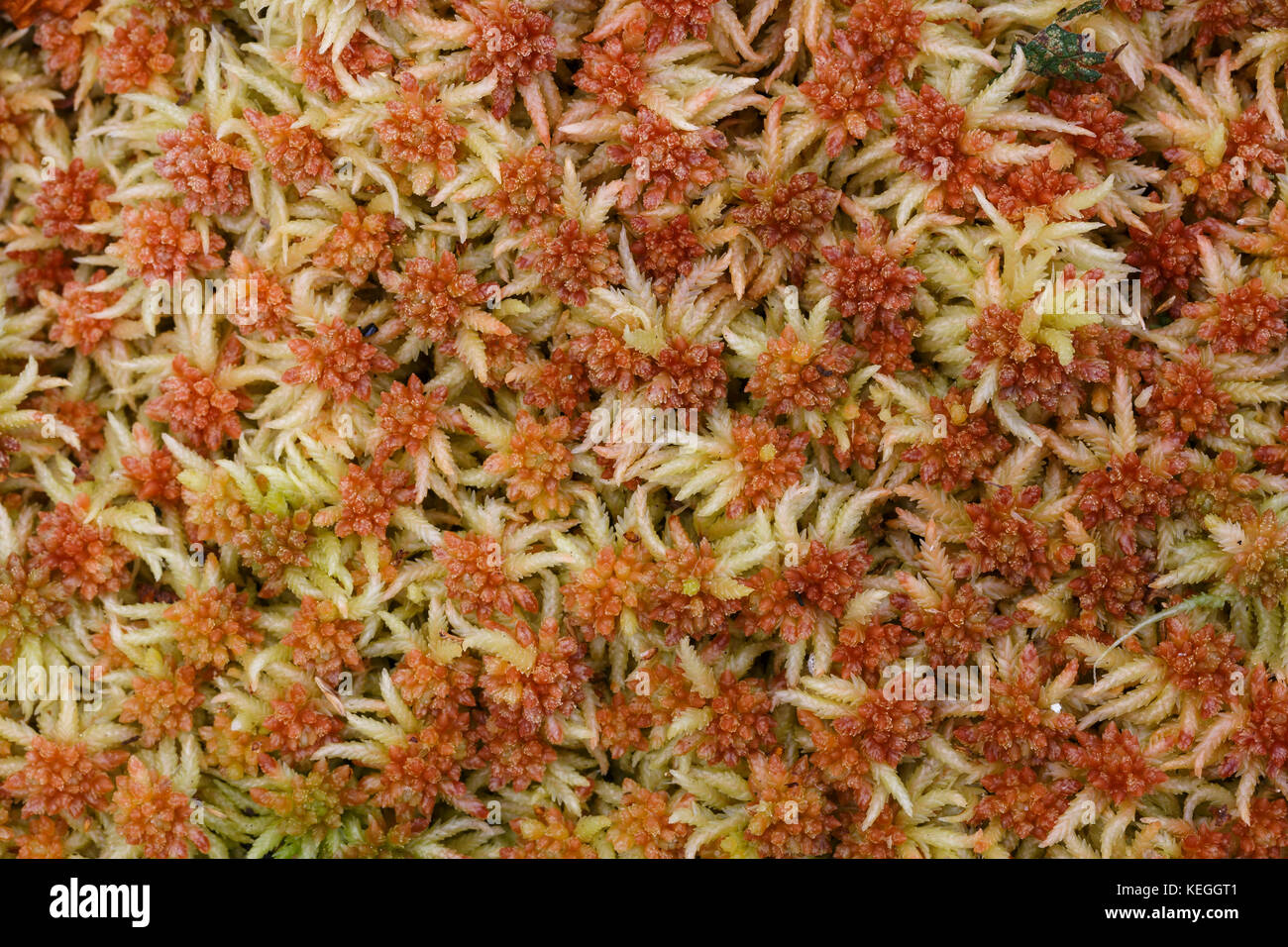 Bog Moss, Blunt-leaved Bog-moss, Sphagnum palustre, Whitelye Common ...