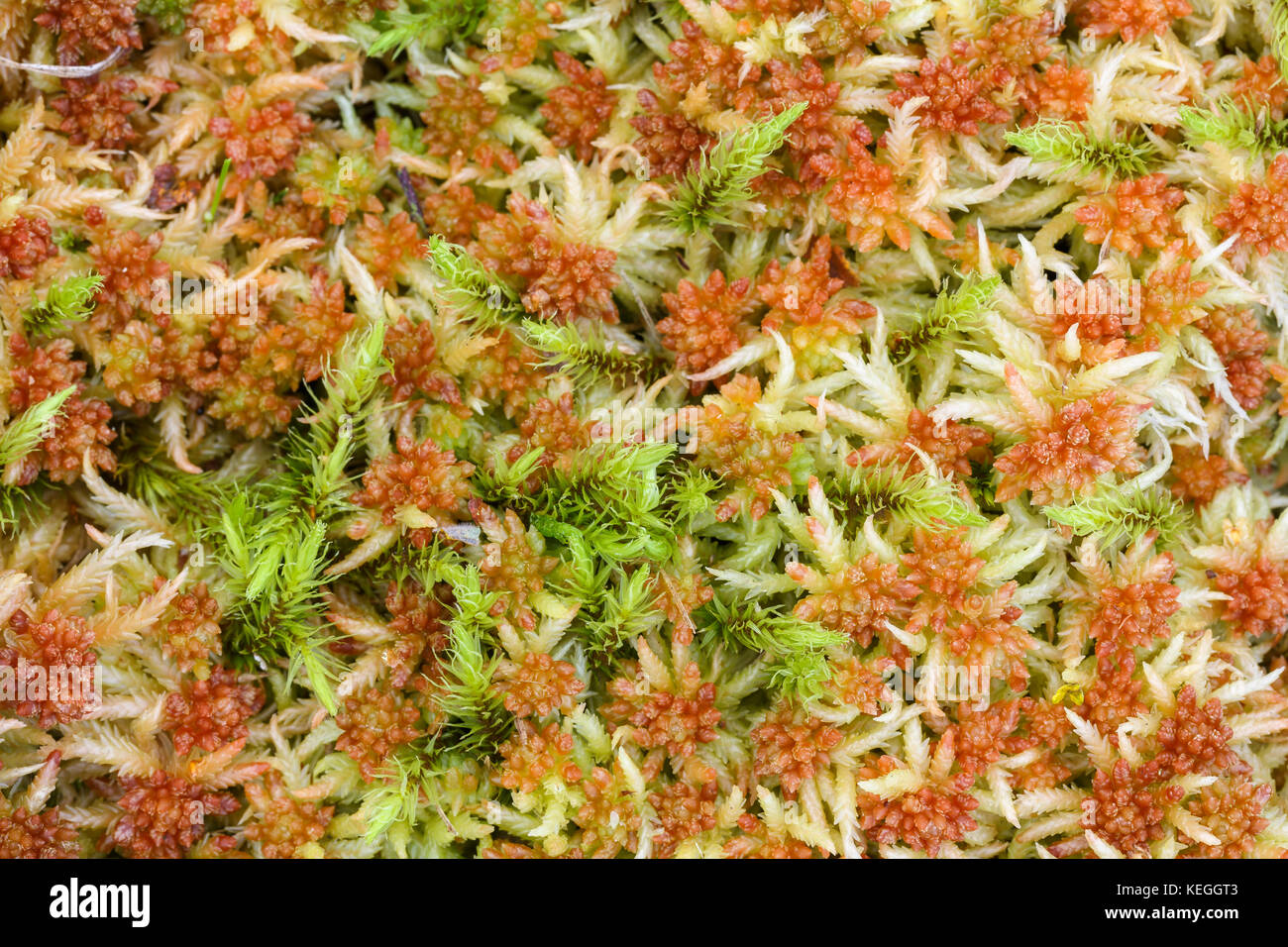 Bog Moss, Blunt-leaved Bog-moss, Sphagnum palustre, Whitelye Common ...