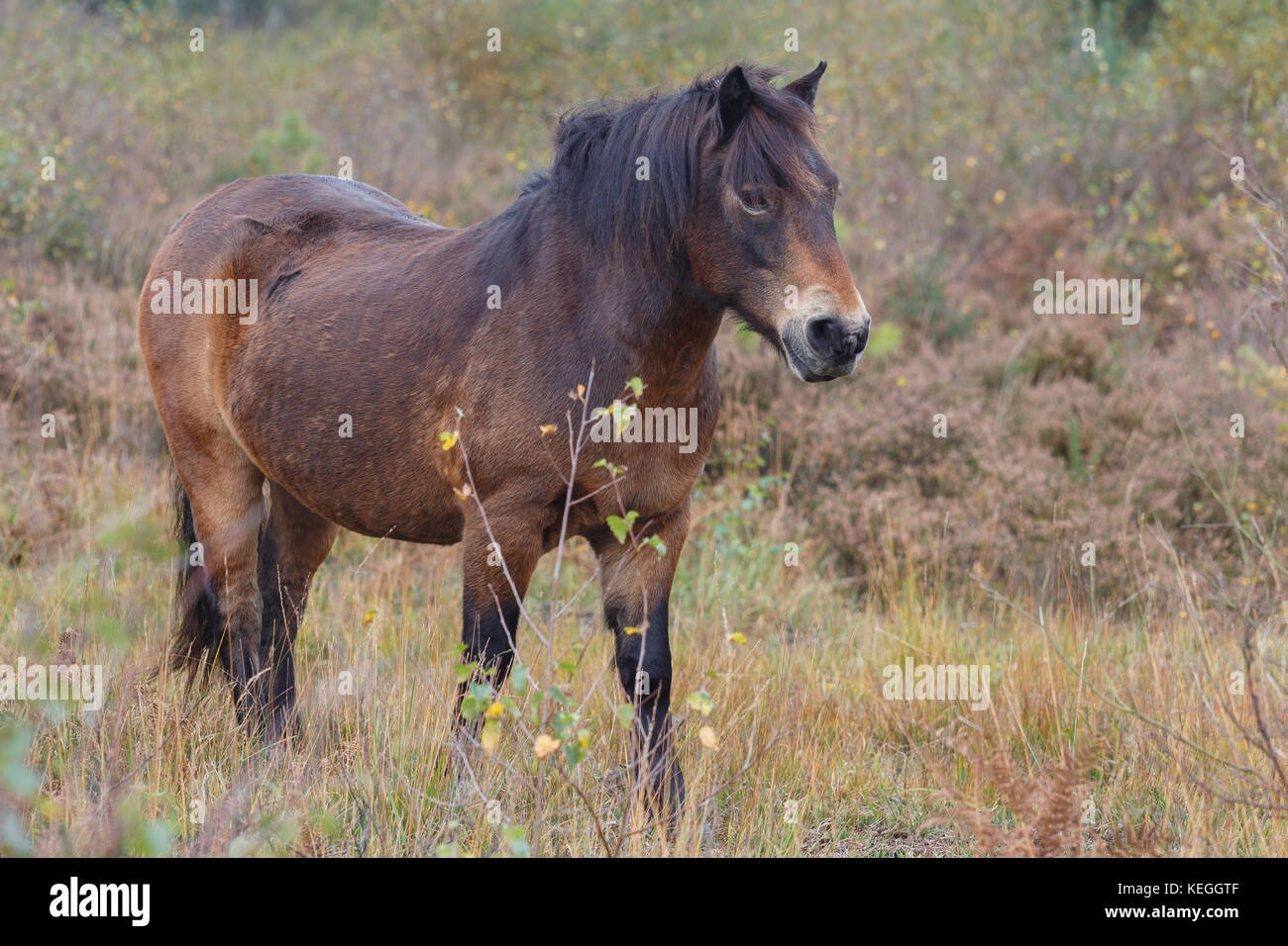 Habitat restoration hi-res stock photography and images - Alamy