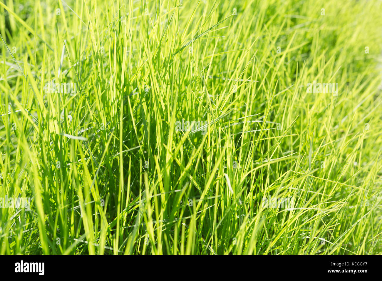 Lawn lit with backlit sunlight. Horizontal shot Stock Photo - Alamy