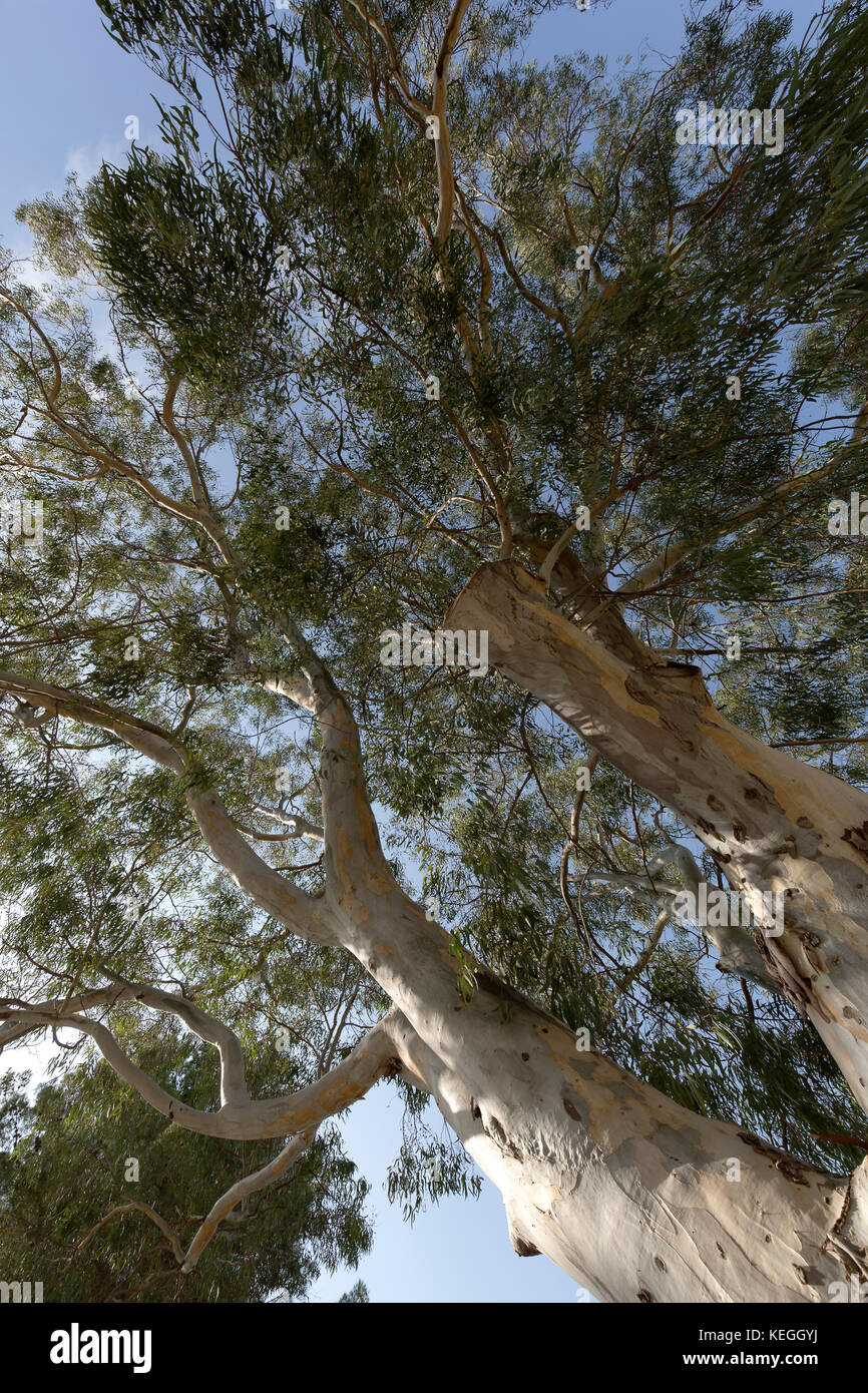 Large trees photographed from below. Vertical shot Stock Photo - Alamy