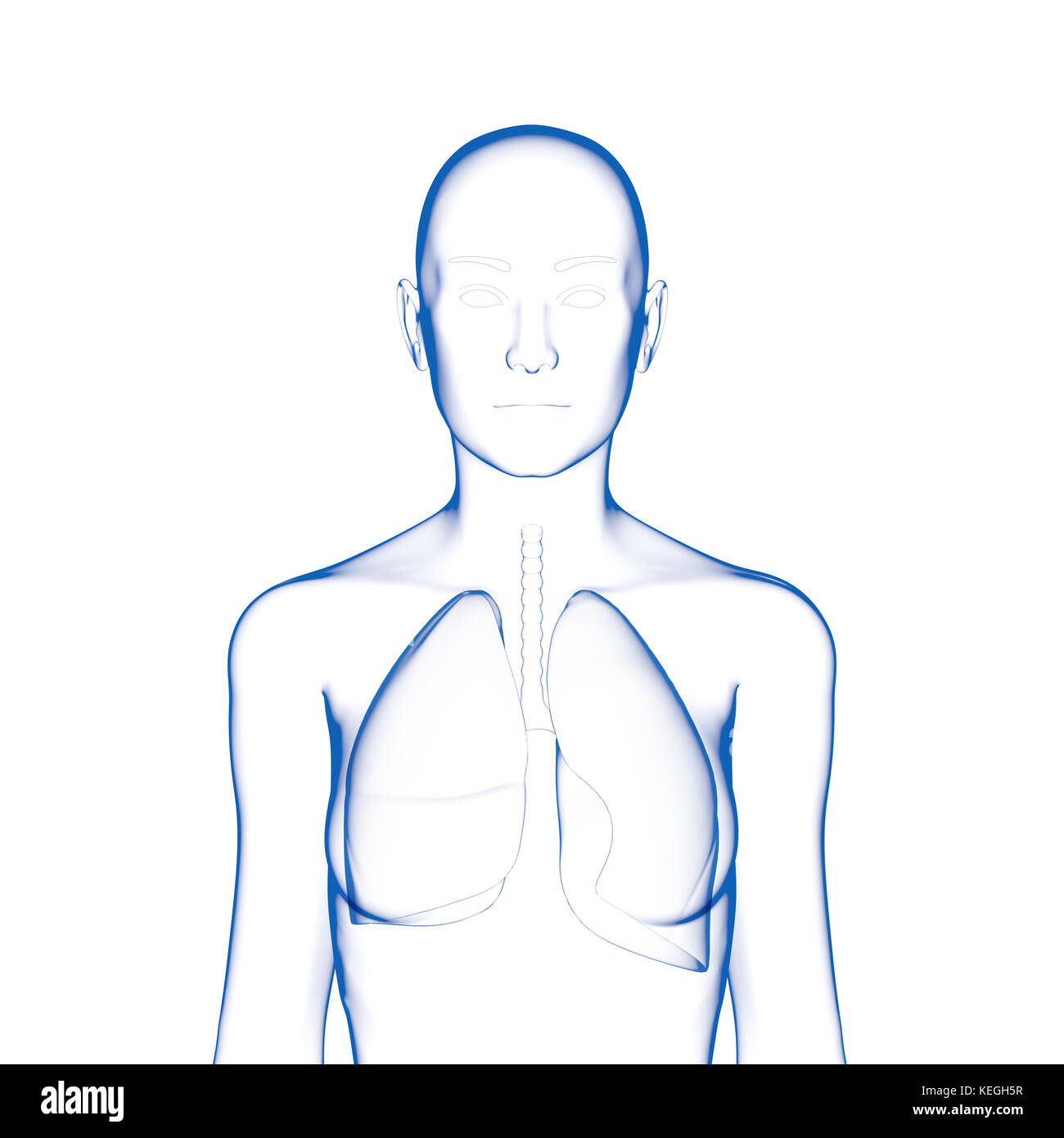 Lung Cut Out Stock Images & Pictures - Alamy