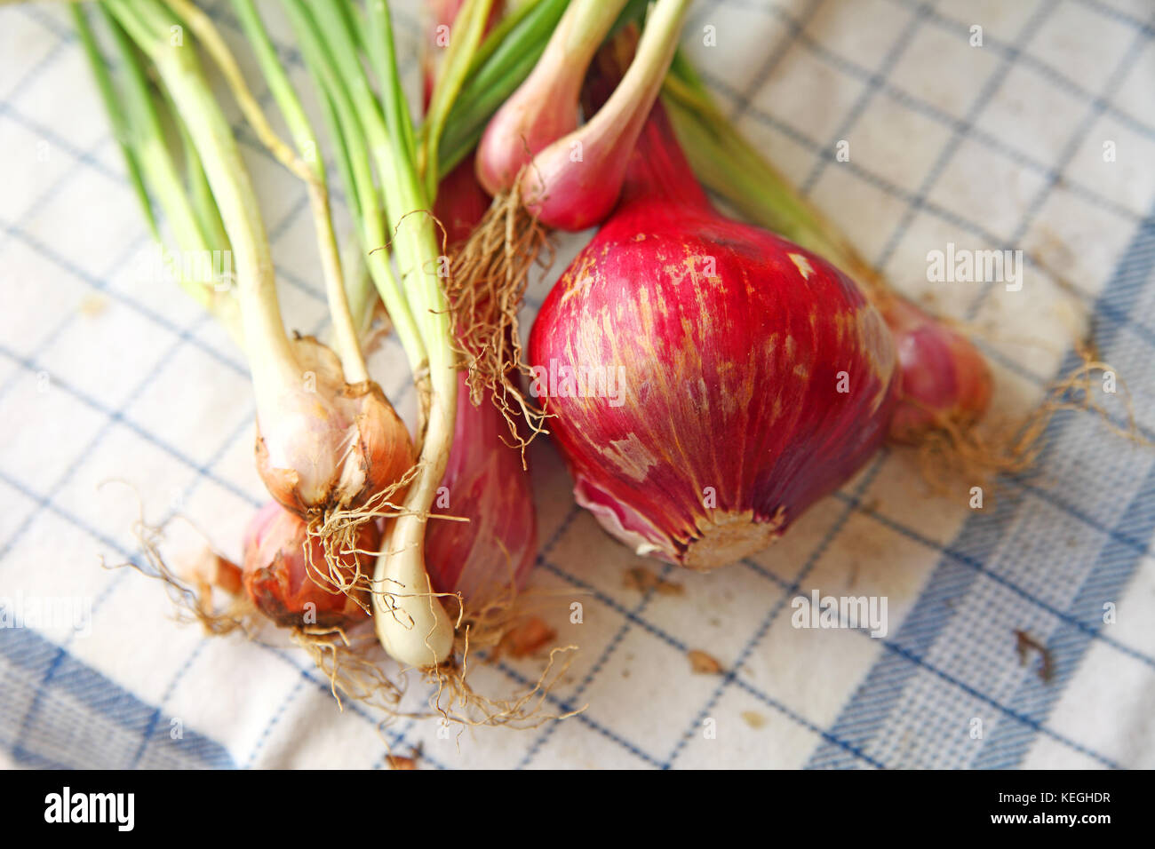 Assorted spring onions with a mature red onion on a dish cloth Stock ...