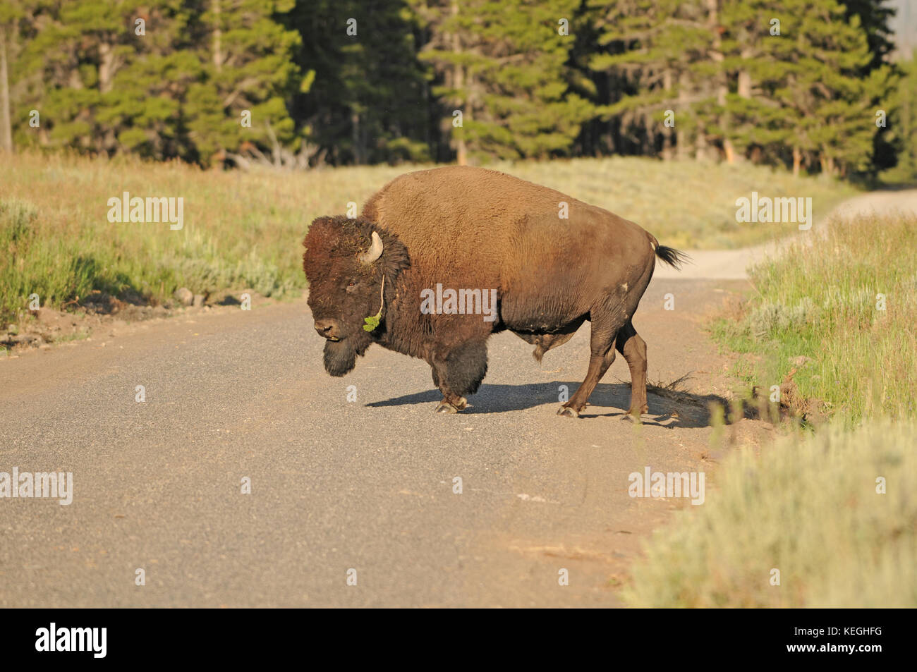 The Yellowstone Park bison herd in Yellowstone National Park is ...