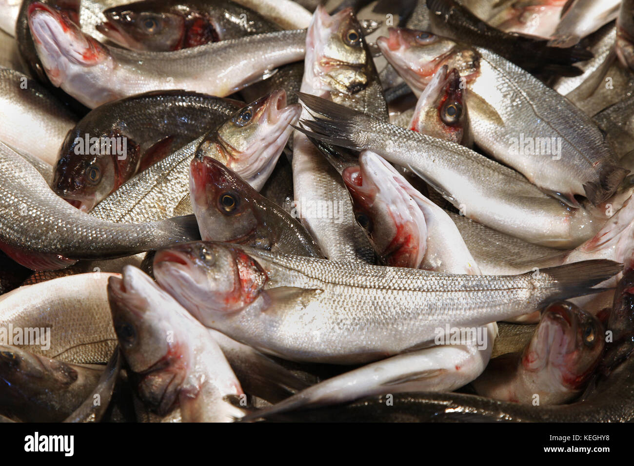 Pile freshly caught fish hi-res stock photography and images - Alamy