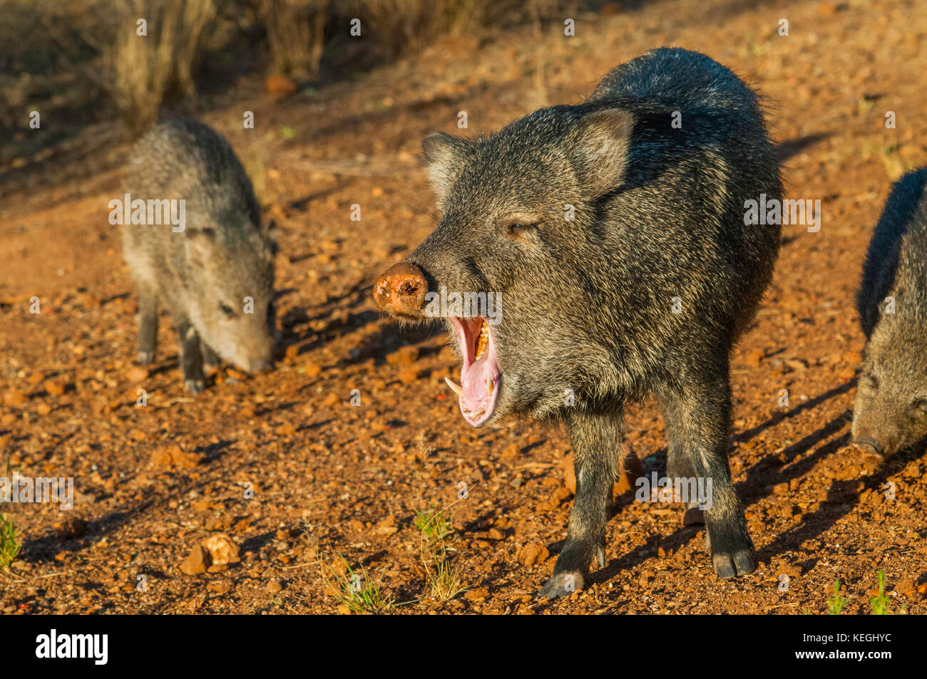 Collared Peccary Tayassu tajacu Tucson, Pima County, Arizona, United ...
