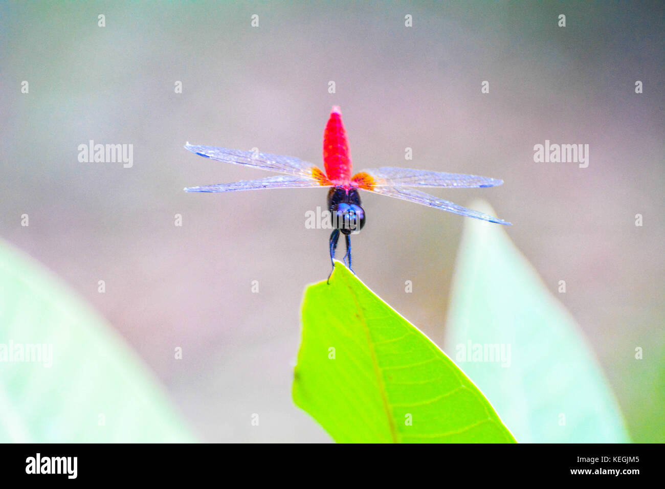 Michro photography hi-res stock photography and images - Alamy