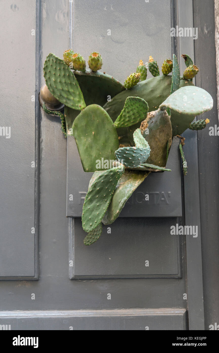 Prickly box hi-res stock photography and images - Alamy