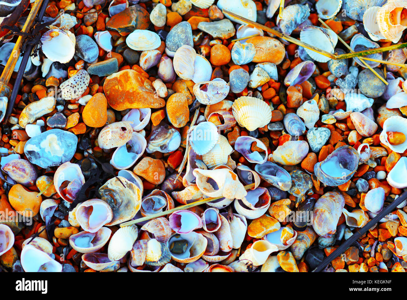 Art photography of beach-stones and shells to make fantasy backgrounds ...