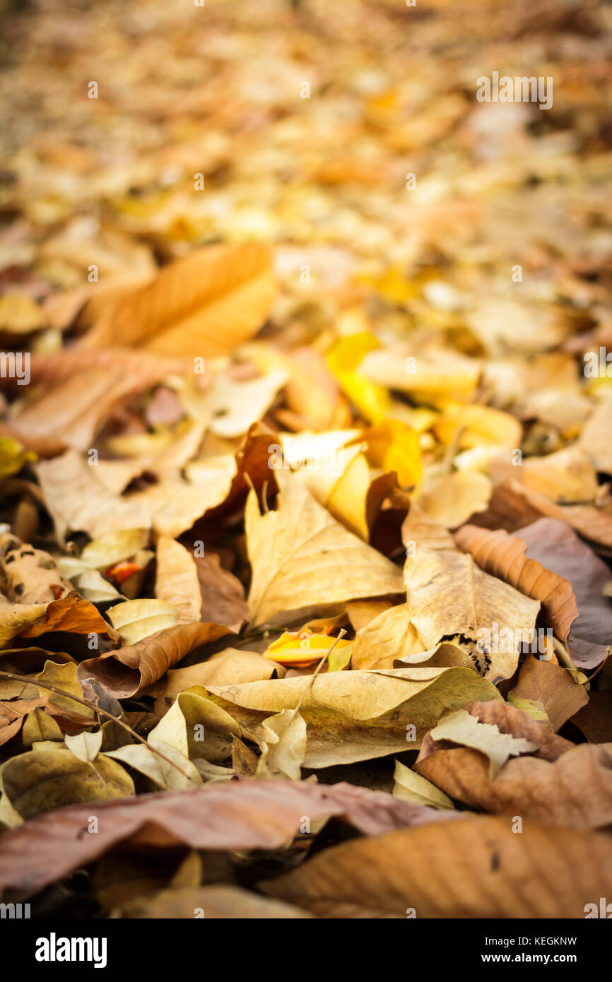 background autumn leaves in the park, nature Stock Photo - Alamy