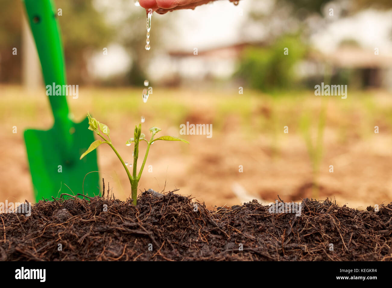 man's hand watering a young plant Stock Photo - Alamy